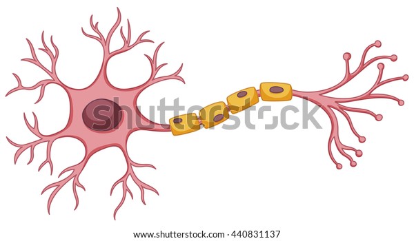 Stem Cell Diagram On White Background Stock Vector (Royalty Free ...