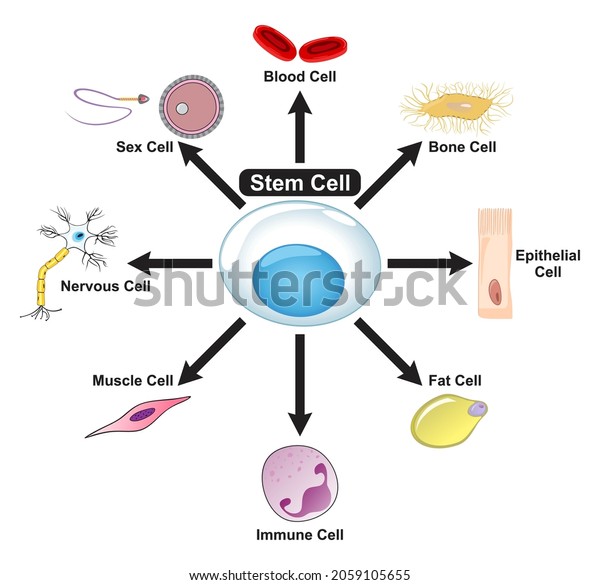 922 Ovule Cell Structure Images, Stock Photos & Vectors | Shutterstock