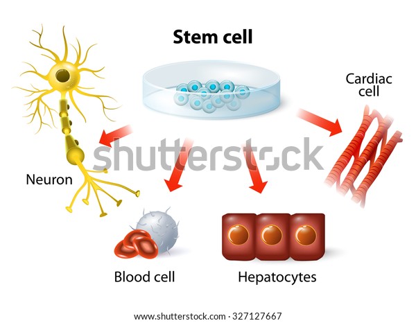 Stem Cells Stock Vector (Royalty Free) 327127667 Stem Cells Stock Vector (Royalty Free) 327127667