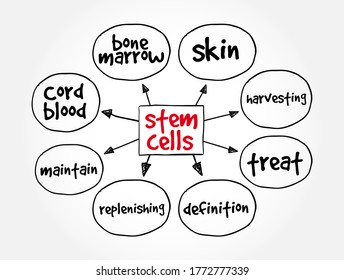 Stem Cells Mind Map Medical Concept Stock Vector (Royalty Free ...