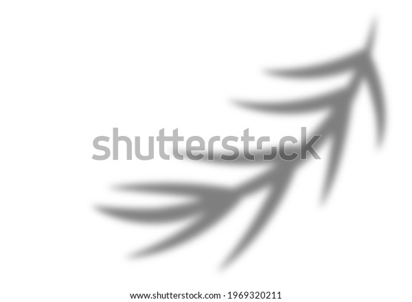 Stem Leaf Shadow Overlay Silhouette Background Stock Vector (Royalty ...