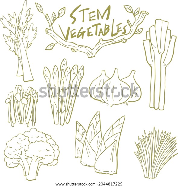 Stem Vegetable Icon Handpainted Line Drawing Stock Vector (Royalty Free) 2044817225 | Shutterstock