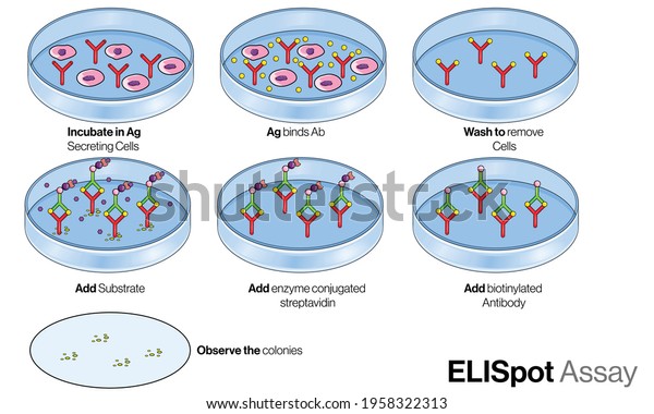 Steps Involved Eli Spot Assay Principle Stock Vector (Royalty Free ...