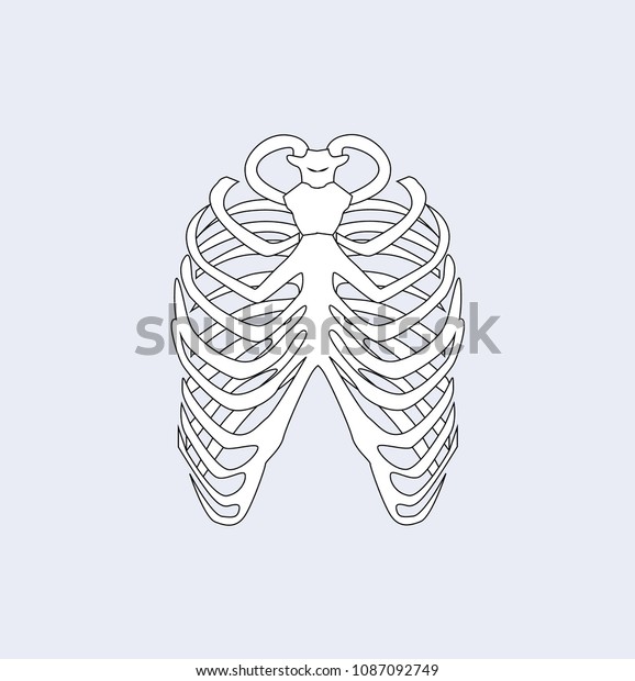 Sternum Bones Part Skeletal System Human Stock Vector (Royalty Free ...
