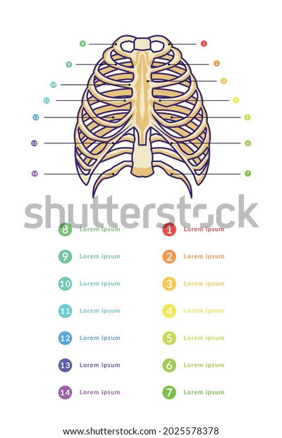 Sternum Infographic Vector Template Text Various Stock Vector (Royalty ...