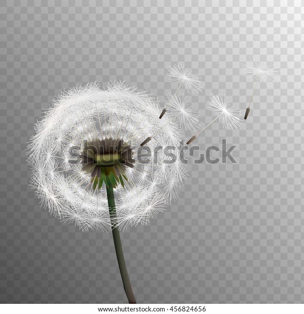 Stock Vector Illustration Realistic Dandelions Isolated Stock Vector ...
