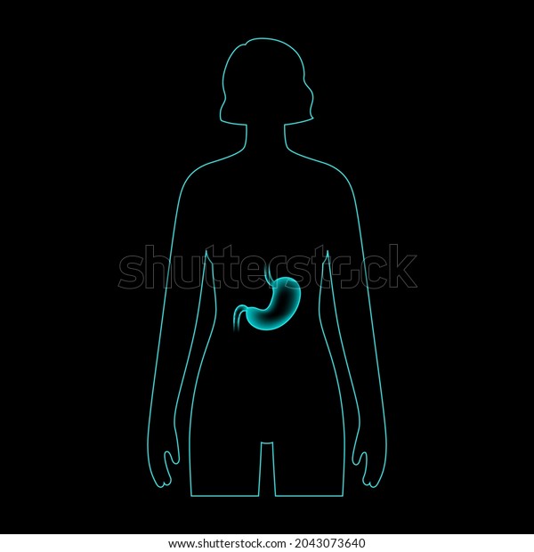 Stomach Anatomical Poster Duodenum Esophagus Human: vetor stock (livre ...