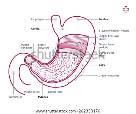 Stomach Anatomy Human Internal Digestive Organ Stock Vector (Royalty ...