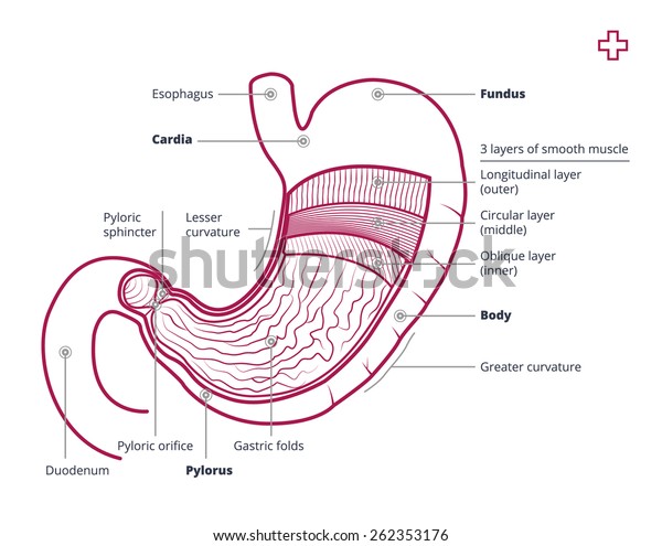Stomach Anatomy Human Internal Digestive Organ Stock Vector (Royalty ...