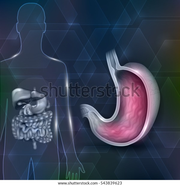 Stomach Cross Section Anatomy Surrounding Organs Stock Vector (Royalty ...