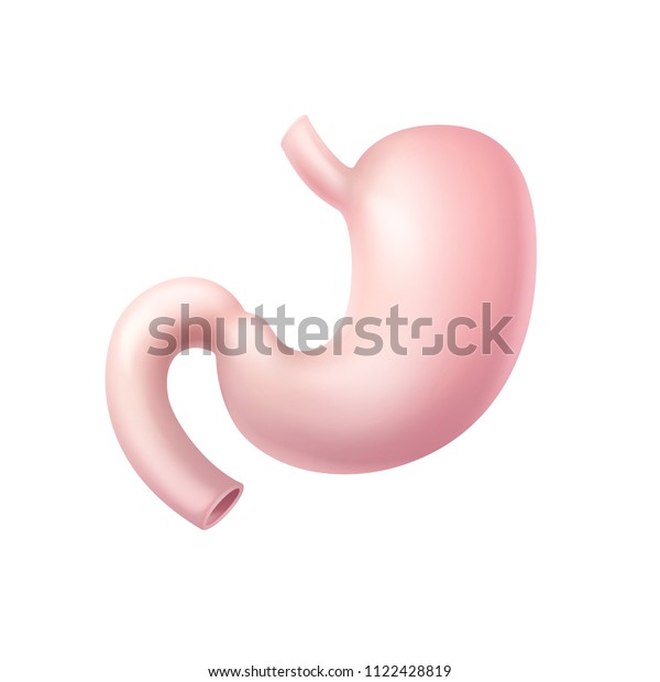 Stomach Human Anatomy Icon Front View Stock Vector (Royalty Free ...