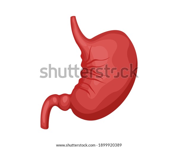 Stomach Vector Design Realistic Anatomy Pictures Stock Vector (Royalty ...