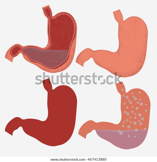 Stomach Vector Diagram Human Anatomy Image Stock Vector (Royalty Free ...