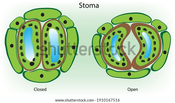 Stomata Opening Closing Diagram Plant Leaves Stock Vector (Royalty Free ...