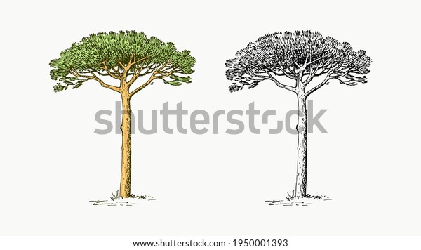 Stone Pine Tree Vintage Style National Stock Vector (Royalty Free ...