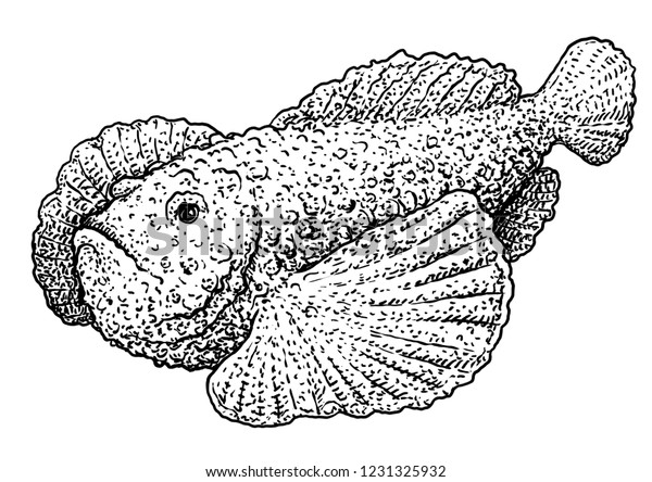 Stonefish Illustration Drawing Engraving Ink Line Stok Vektör (Telifsiz ...