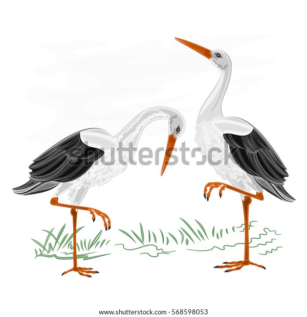 Storks White Wild Water Bird Vector Stock Vector (Royalty Free ...