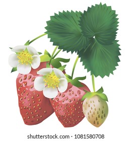 Strawberry Blossom Vector Illustration Stock Vector (Royalty Free ...