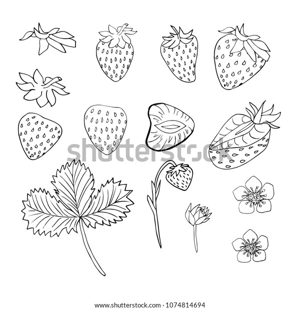 Strawberry Elements Black White Illustration Berries Stock Vector ...