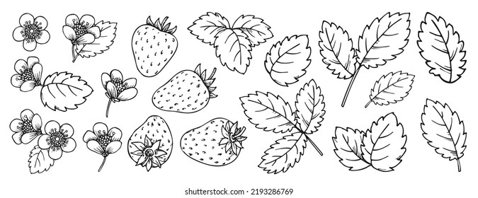Strawberry Elements Line Sketch Set Cartoon Stock Vector (Royalty Free ...