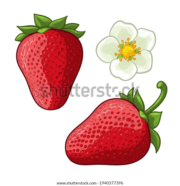 Strawberry Flower Vector Color Illustration Isolated Stock Vector ...