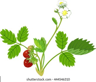 Vektor Stok Four Phases Strawberry Sprout Growth Vector (Tanpa Royalti ...
