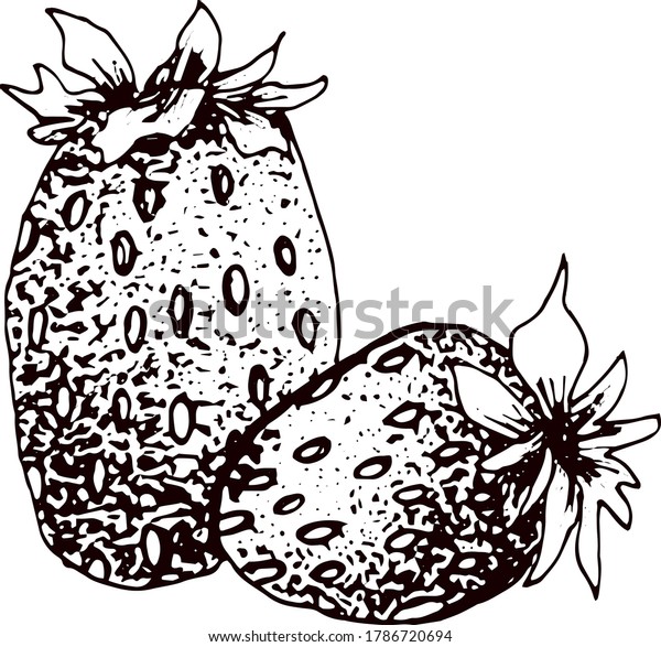 Strawberry Vector Drawing Isolated Berry Branch Stock Vector (Royalty ...