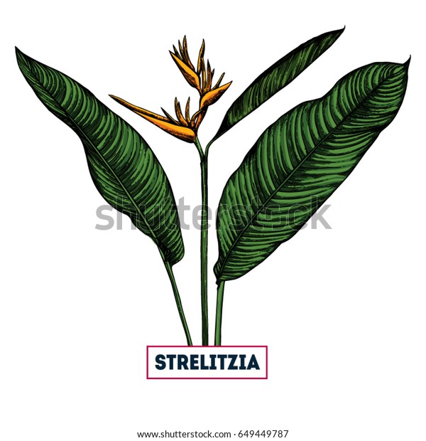 Strelitzia Botanical Hand Drawn Illustration Engraving Stock Vector ...