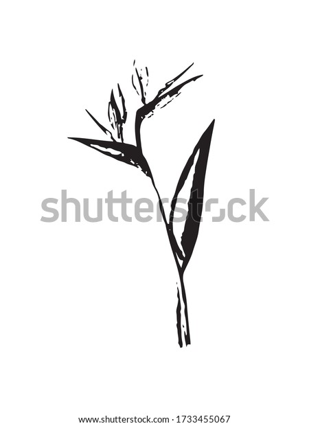 Strelitzia Sketch Vector Black Illustration Strelitzia Stock Vector ...