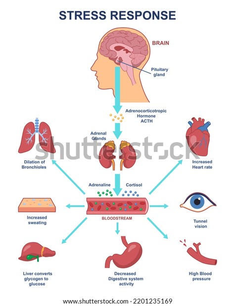 Stress Response Anatomical Scheme Nervous Humoral Stock Vector (Royalty ...