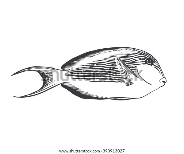 Striped Surgeon Fish Stock Vector (Royalty Free) 390913027