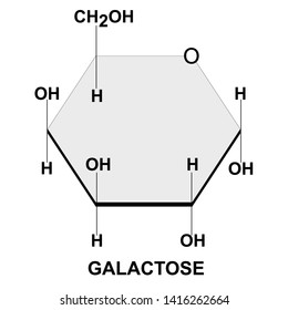 Structural Chemical Formula Model Galactose Stock Vector (Royalty Free ...