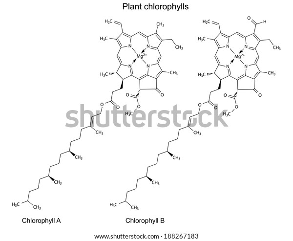Structural Chemical Formulas Plant Pigments Chlorophylls Stock Vector ...