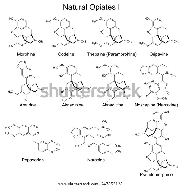 Structural Formulas Main Natural Opiates First Stock Vector (Royalty ...