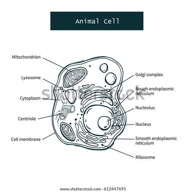 Structure Animal Cell On White Background Stock Vector (Royalty Free ...