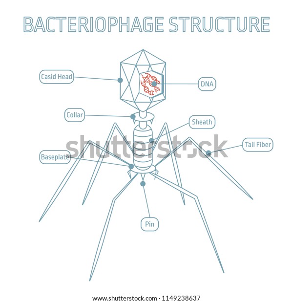 Structure Bacteriophage Bacteriophage Anatomy Vector Illustration स्टॉक ...