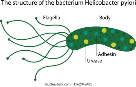 Structure Bacterium Helicobacter Pylori Stok Vektör (Telifsiz ...