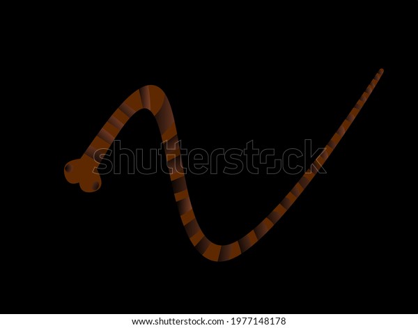 Structure Bovine Tapeworm Vector Illustration On: เวกเตอร์สต็อก (ปลอด ...
