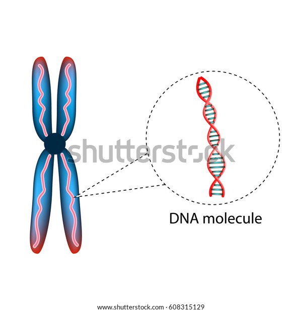 Structure Chromosome Structure Dna Molecule Infographics: เวกเตอร์สต็อก ...