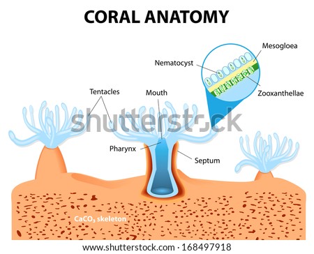 Structure Coral Polyp Coral Anatomy Coral Stock Vector (Royalty Free ...