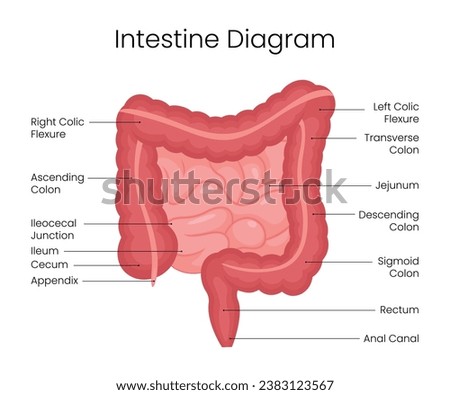 Small Intestine Clipart | Free download on ClipArtMag
