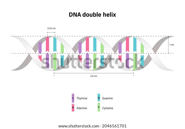 Structure of DNA double helix. Deoxyribonucleic acids. Nitrogenous base ...