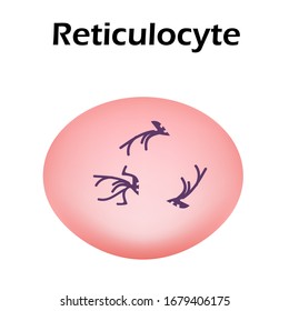 Structure Erythrocyte Erythrocyte Blood Cell Structure Stock Vector ...