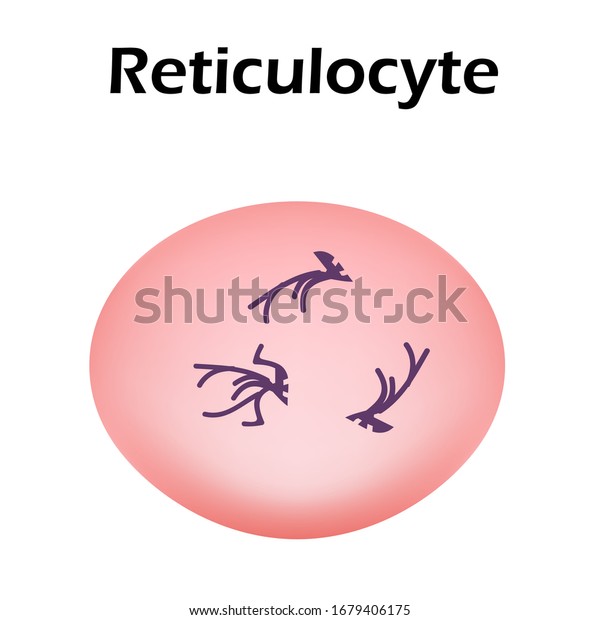 Structure Erythrocyte Erythrocyte Blood Cell Structure Stock Vector ...