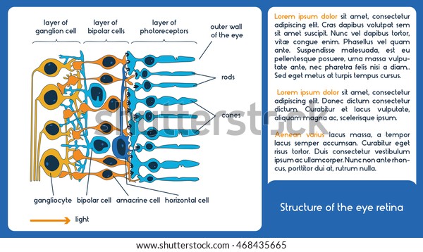 Structure Eye Retina Infographic Scheme Stock Vector (Royalty Free ...
