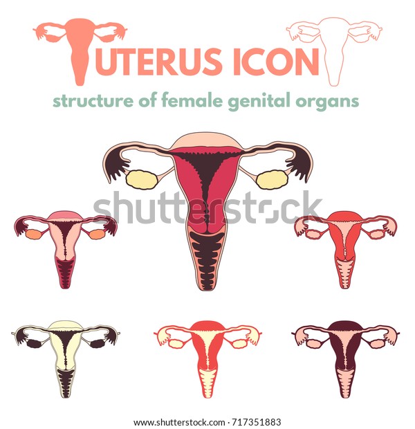 Structure Female Organs Uterus Icon Stock Vector (Royalty Free) 717351883