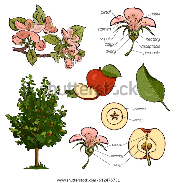 Structure Flower Fruit Appletree 库存矢量图（免版税）612475751 | Shutterstock