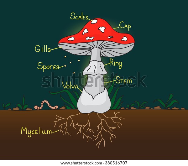 Structure Fungus Vector Illustration Stock Vector (Royalty Free) 380516707