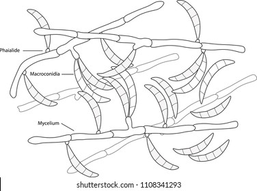 Structure Fusarium Stock Vector (Royalty Free) 1108341293 | Shutterstock