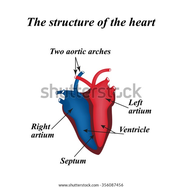 Structure Heart Infographics Vector Illustration Stock Vector (Royalty ...
